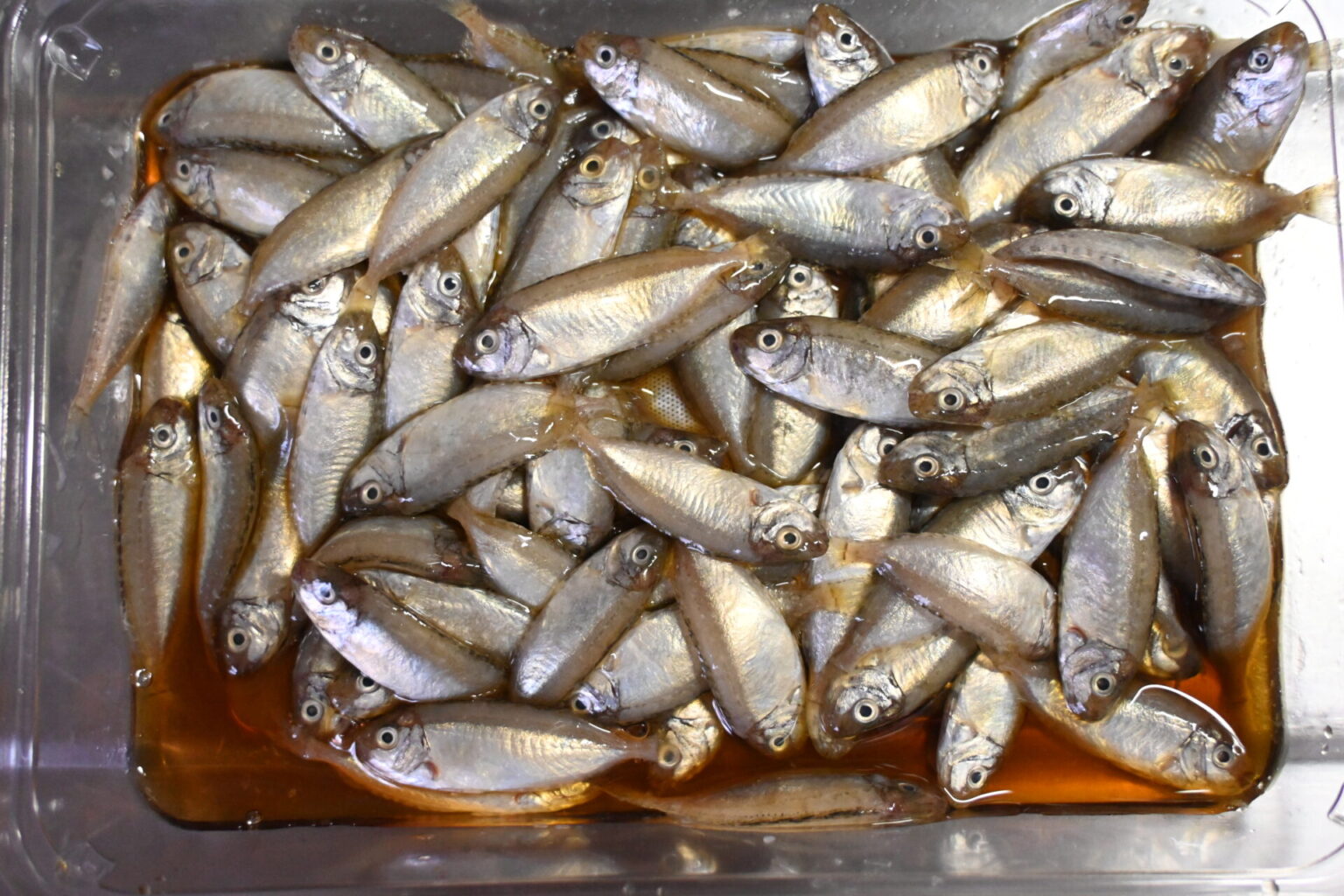 【珍味】沖縄のスク(アイゴの稚魚)を刺身で食べてみた！【身がプリプリ】｜まぼブログ
