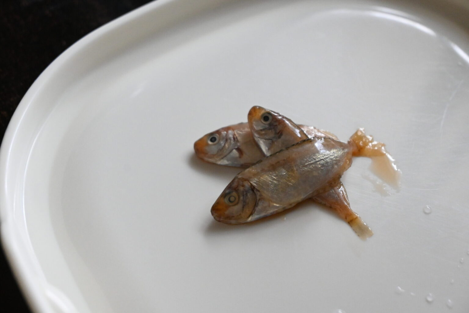 【珍味】沖縄のスク(アイゴの稚魚)を刺身で食べてみた！【身がプリプリ】｜まぼブログ