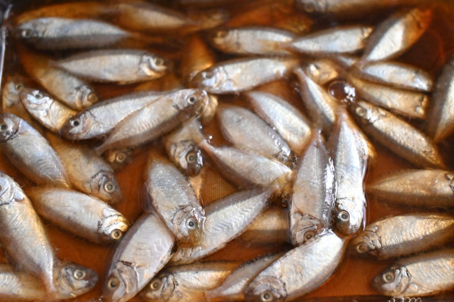 【珍味】沖縄のスク(アイゴの稚魚)を刺身で食べてみた！【身がプリプリ】｜まぼブログ